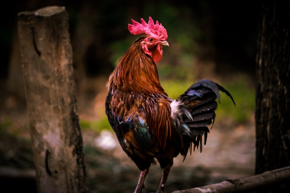 Total Forgiveness in Jesus: The Rooster Story - Words of Hope